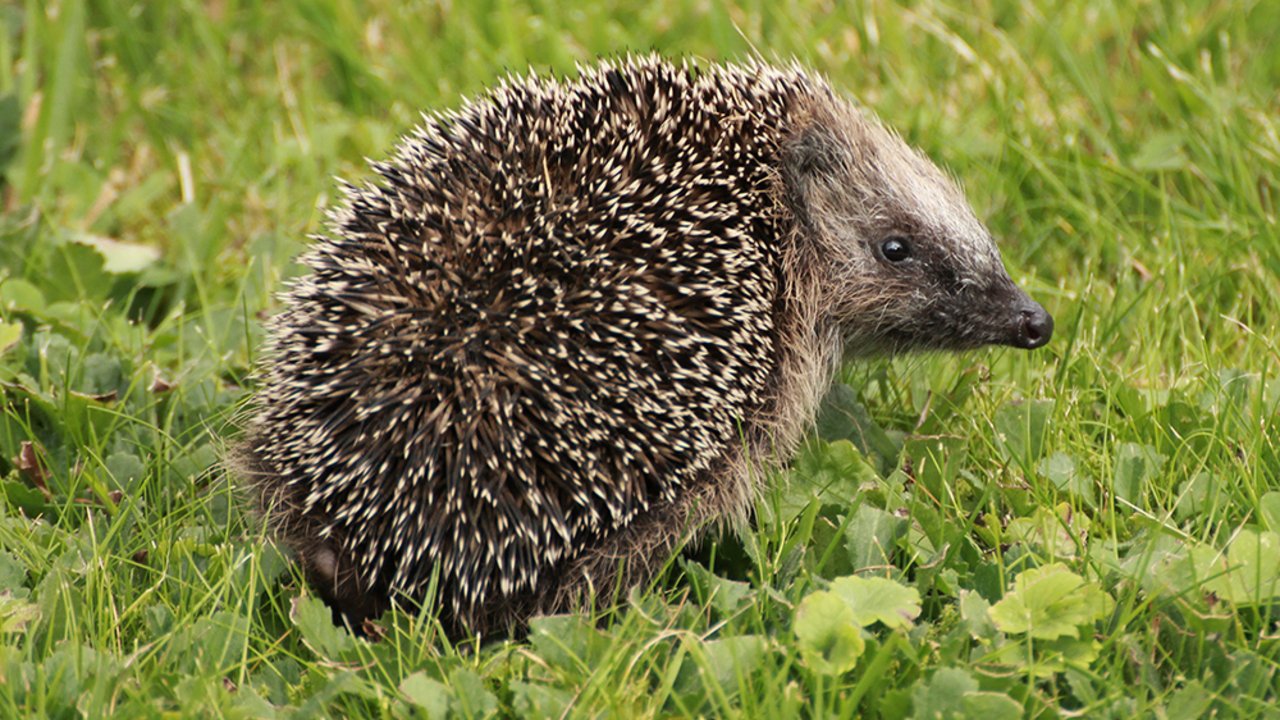 Igel